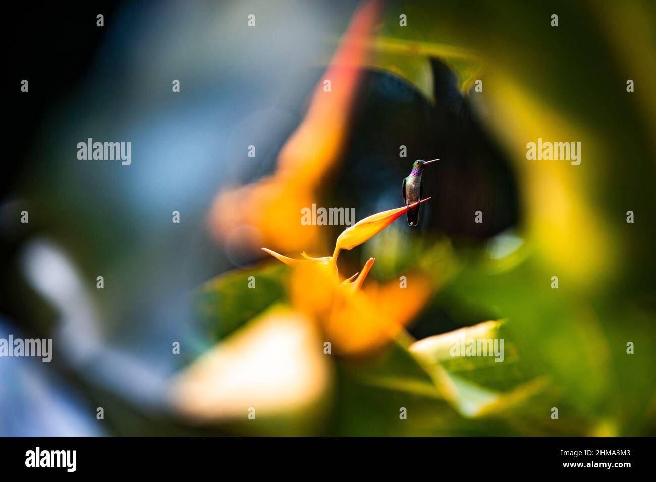 Side view of small colibri sitting on orange Inflorescence of Heliconia ...