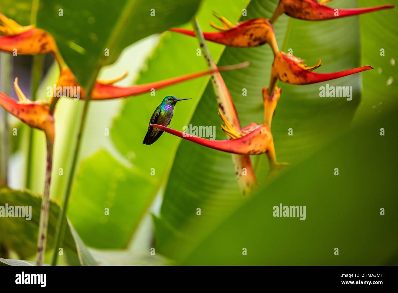 Side view of small colibri sitting on orange Inflorescence of Heliconia ...