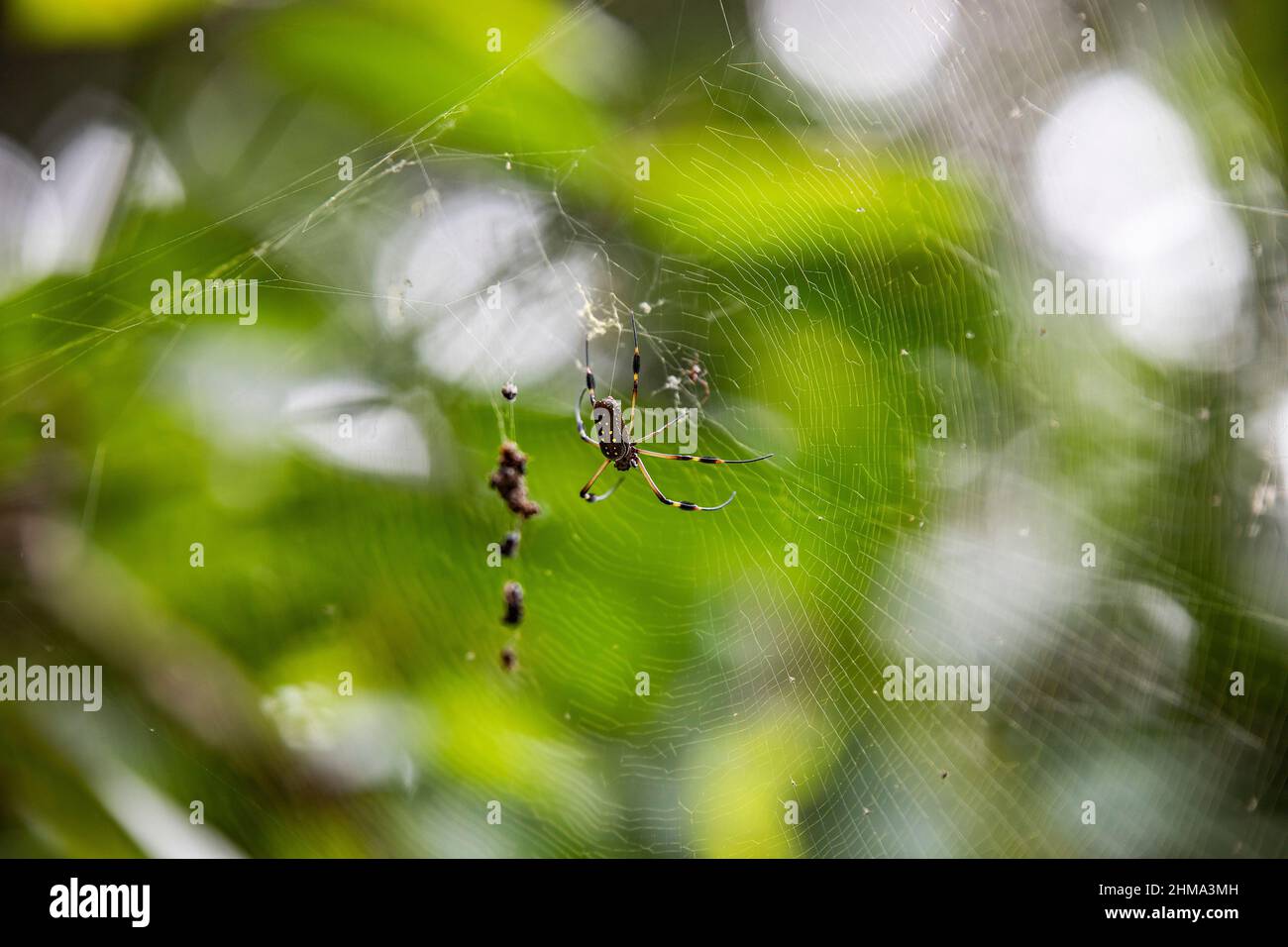 Golden orb weaving spider in center on cobweb on blurred background of ...