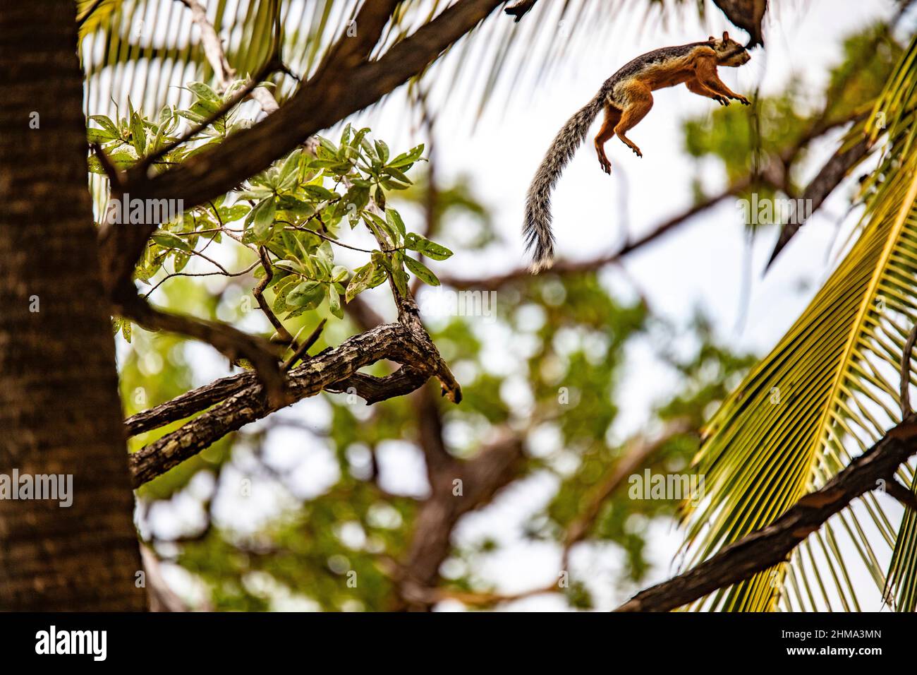 Wild exotic small kinkajou on tree branch with lush green foliage in ...