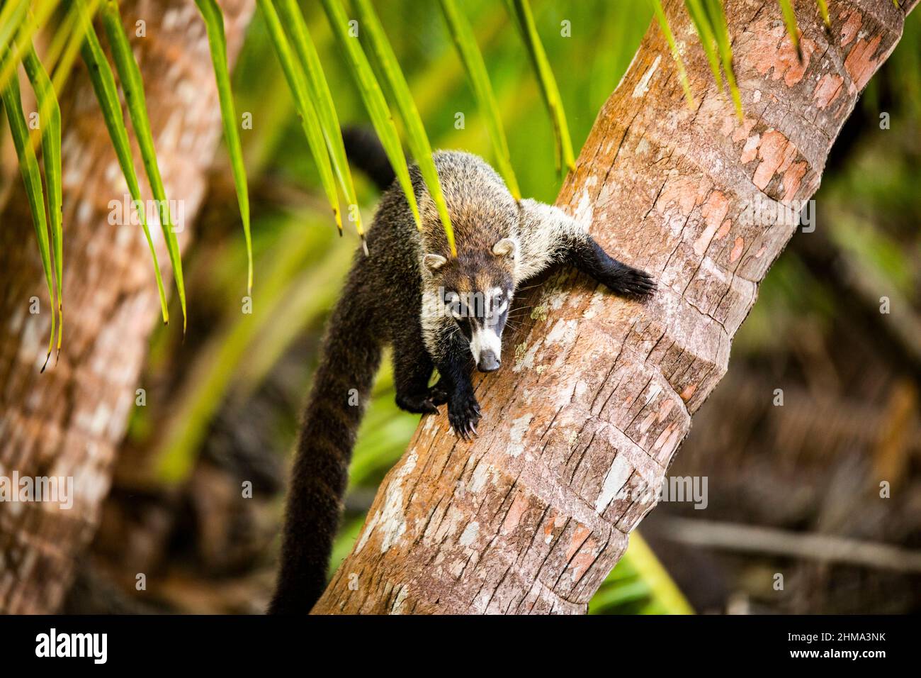 Wild coati with long tail crawling on trunk of exotic tree growing in ...