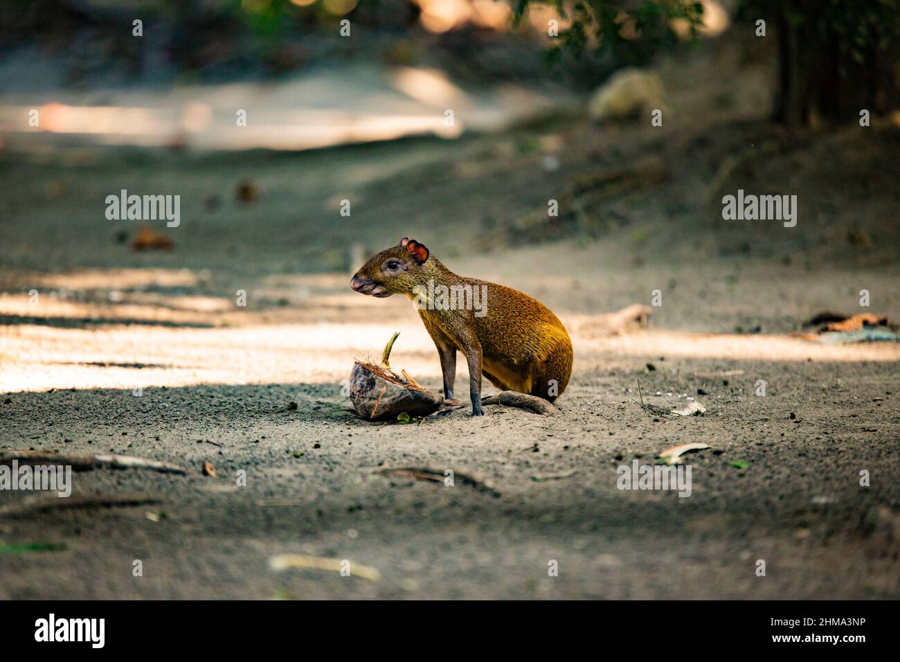 Small cute Agouti with brown fur sitting on pathway in wild nature on ...