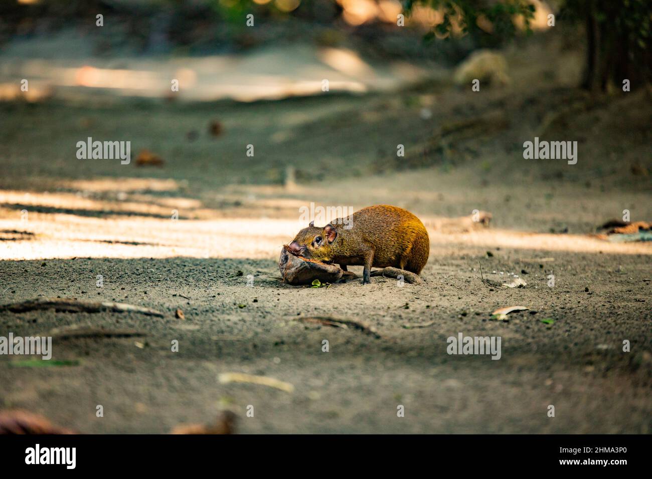 Small cute Agouti with brown fur sitting on pathway in wild nature on ...
