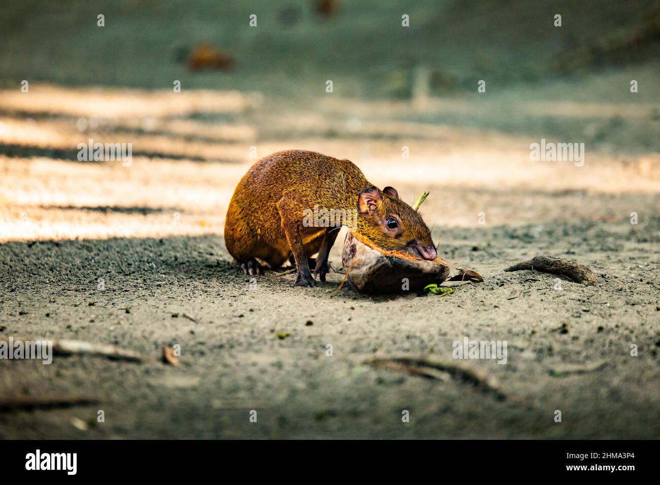 Small cute Agouti with brown fur sitting on pathway in wild nature on ...