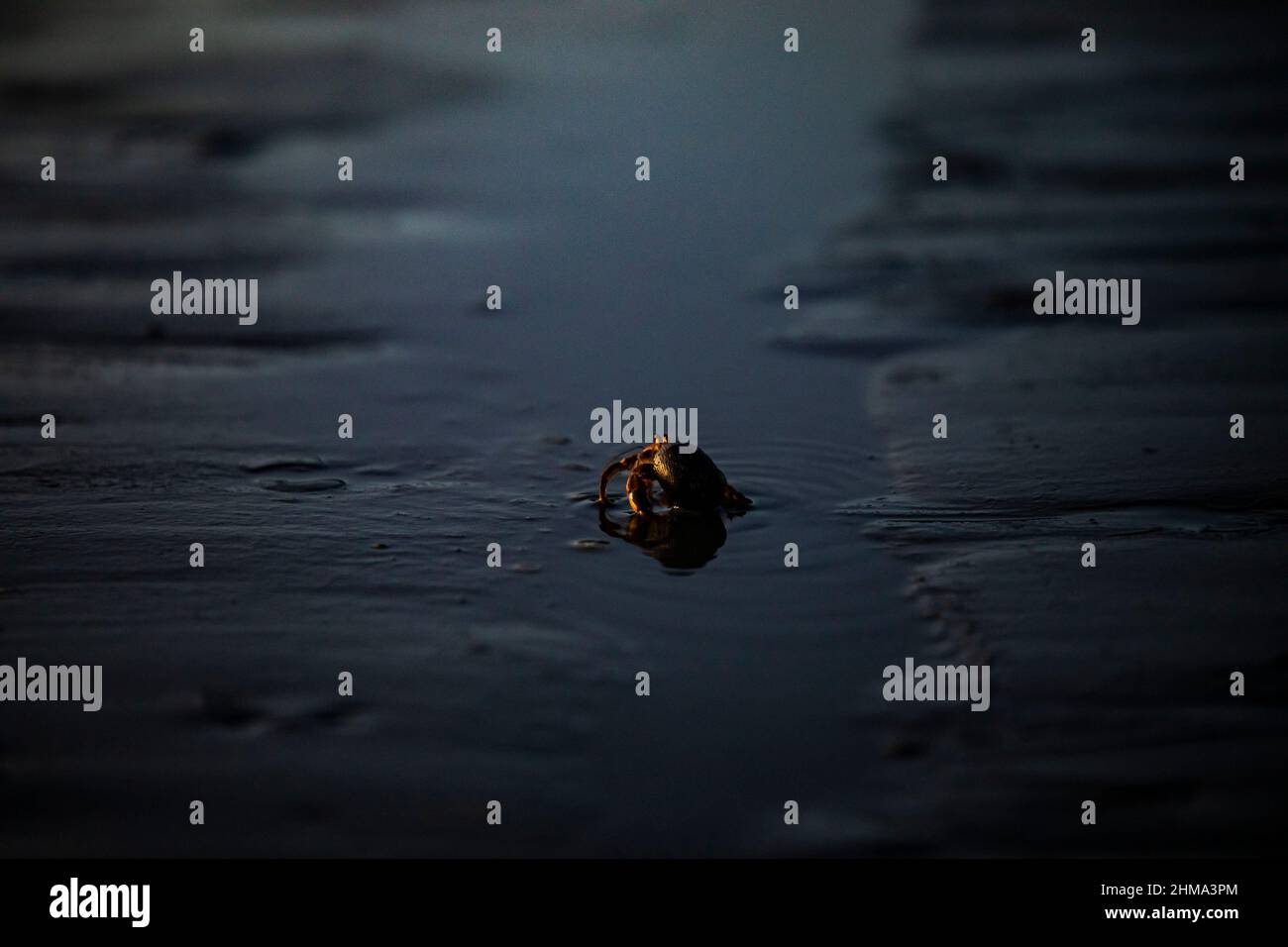 Small wild crab crawling on coast of sea with wet black ground in ...