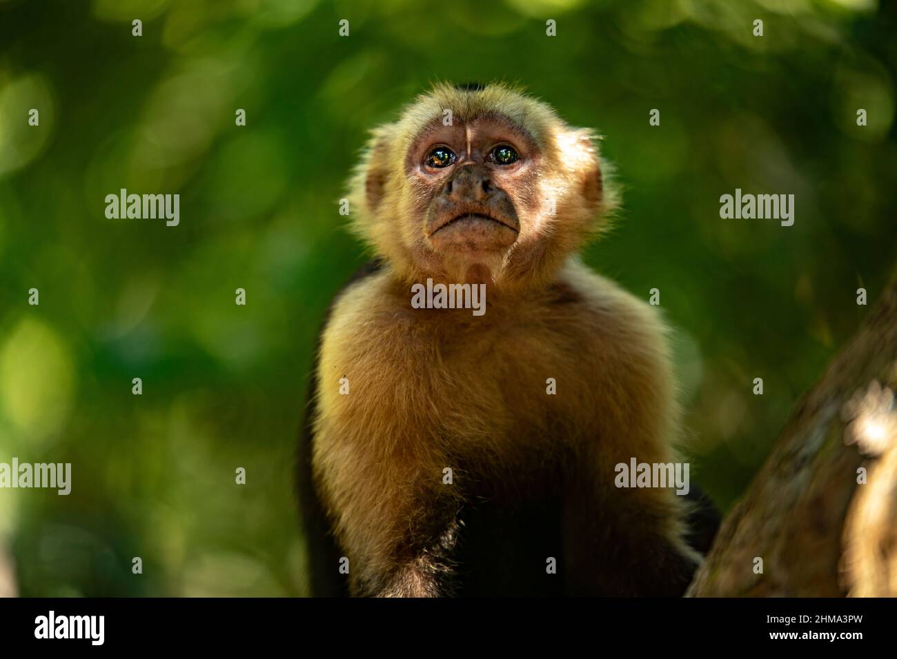From below of wild Kaapori capuchin sitting on tree branch with lush ...