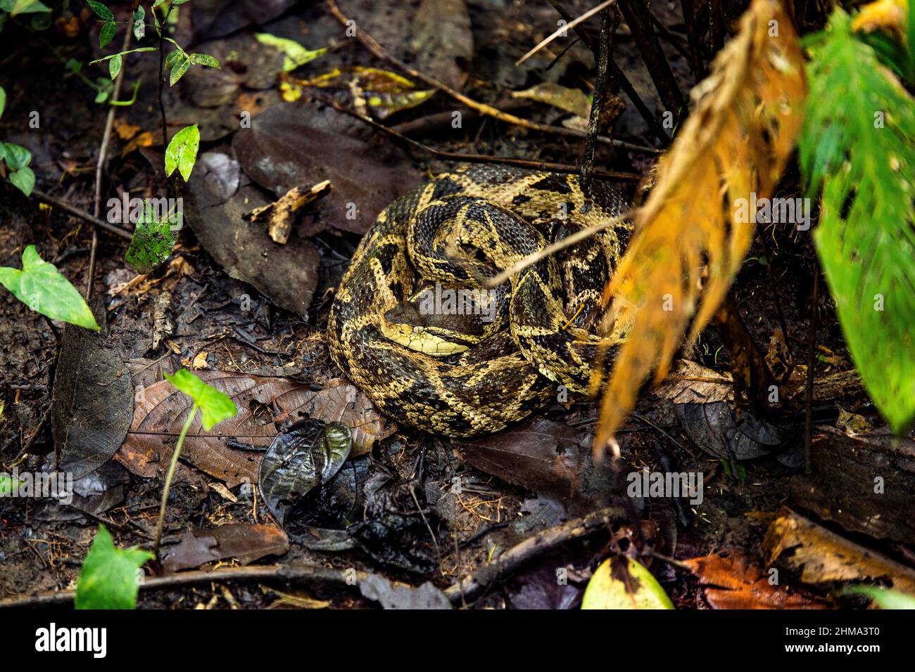 From above of big coiled snake with yellow spots lying on ground with ...