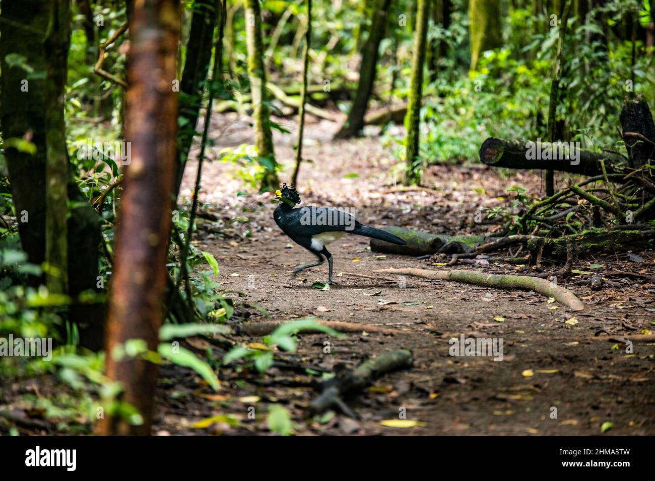 Side view of great curassow walking on ground in green woods of Costa ...