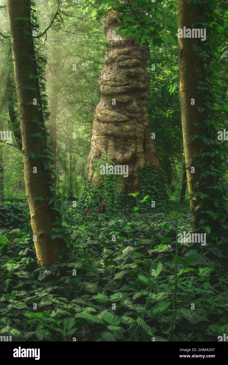 From below of high tree with thick trunk covered with leaves and lush ...
