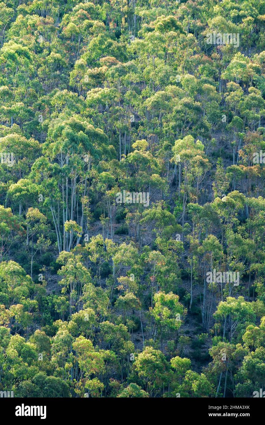 Drone view through dense forest with tall trees with green foliage in ...