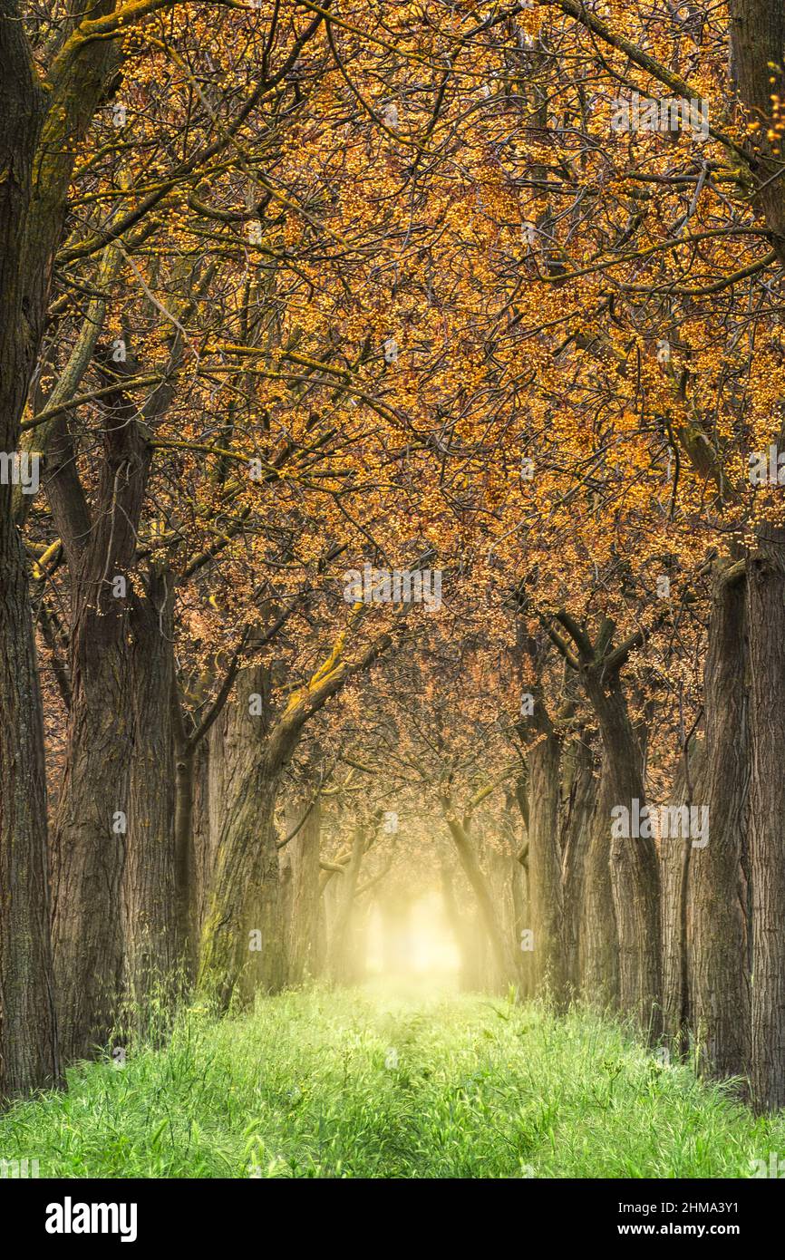 Straight grassy path going between rows of high trees with lush yellow ...