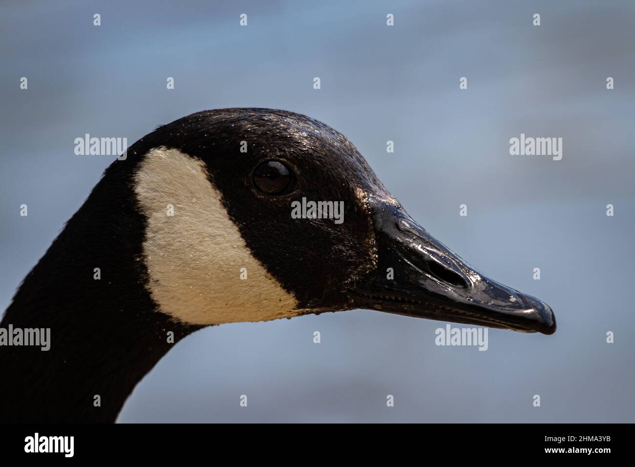 Close up of a Canadian Goose head. Blue background Stock Photo - Alamy