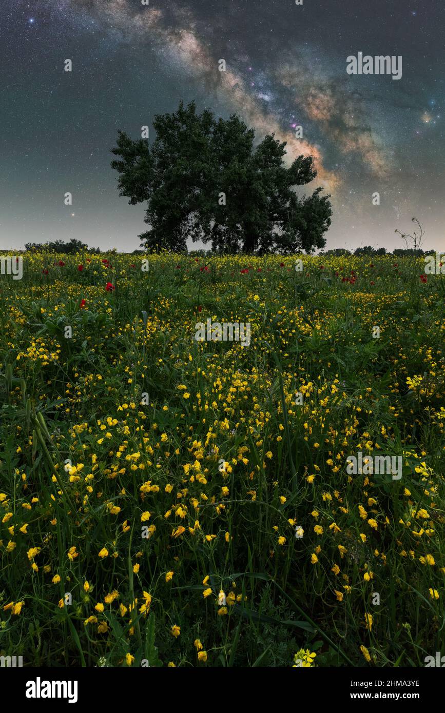 Colorful flowers growing in grassy field against tree and starry sky ...