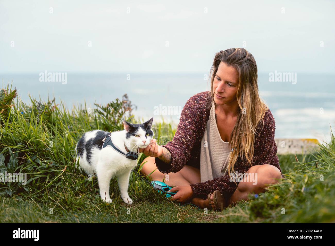 Domestic cat sitting on haunches hi-res stock photography and images ...