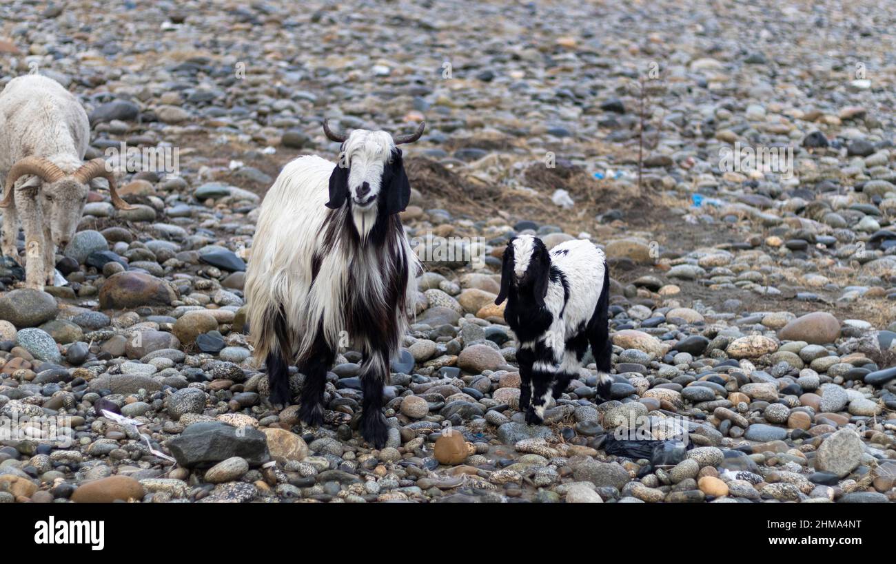 Goat with her baby standing in the wild Stock Photo - Alamy