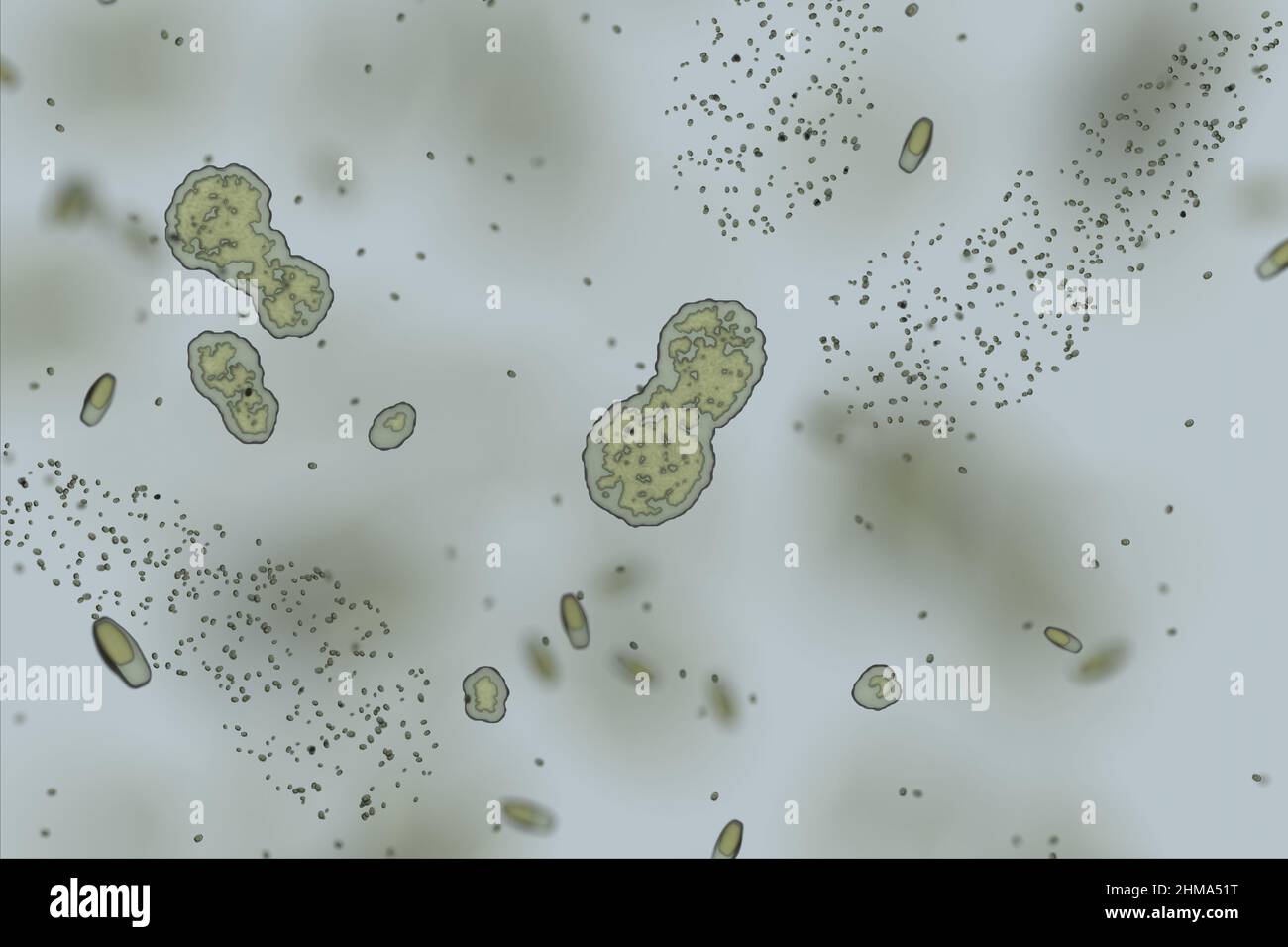 close-up of bacteria under microscope, cgi render image Stock Photo - Alamy