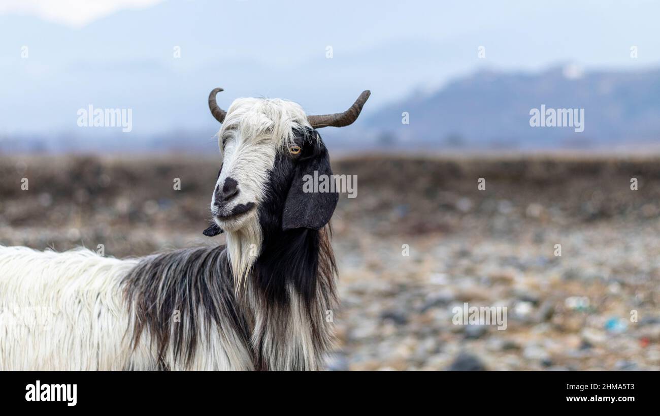 Goat head shot with selective focus and blue background Stock Photo - Alamy