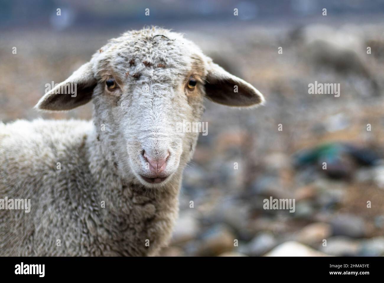 Sheep head shot hi-res stock photography and images - Alamy