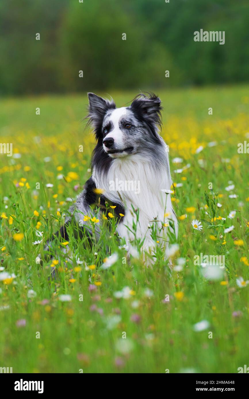 Border collie dog in a flower meadow Stock Photo - Alamy