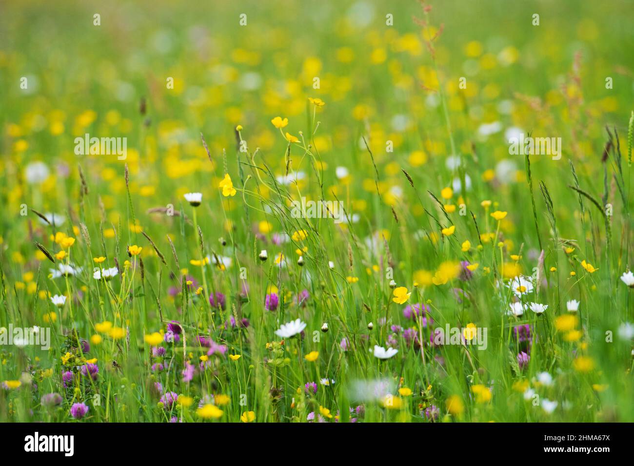 Colorful summer flower meadow Stock Photo - Alamy