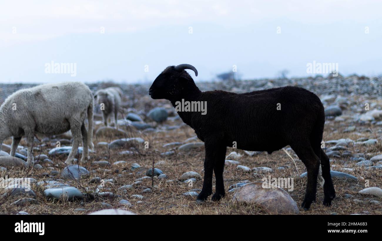 Black sheep standing and watching other sheep Stock Photo - Alamy