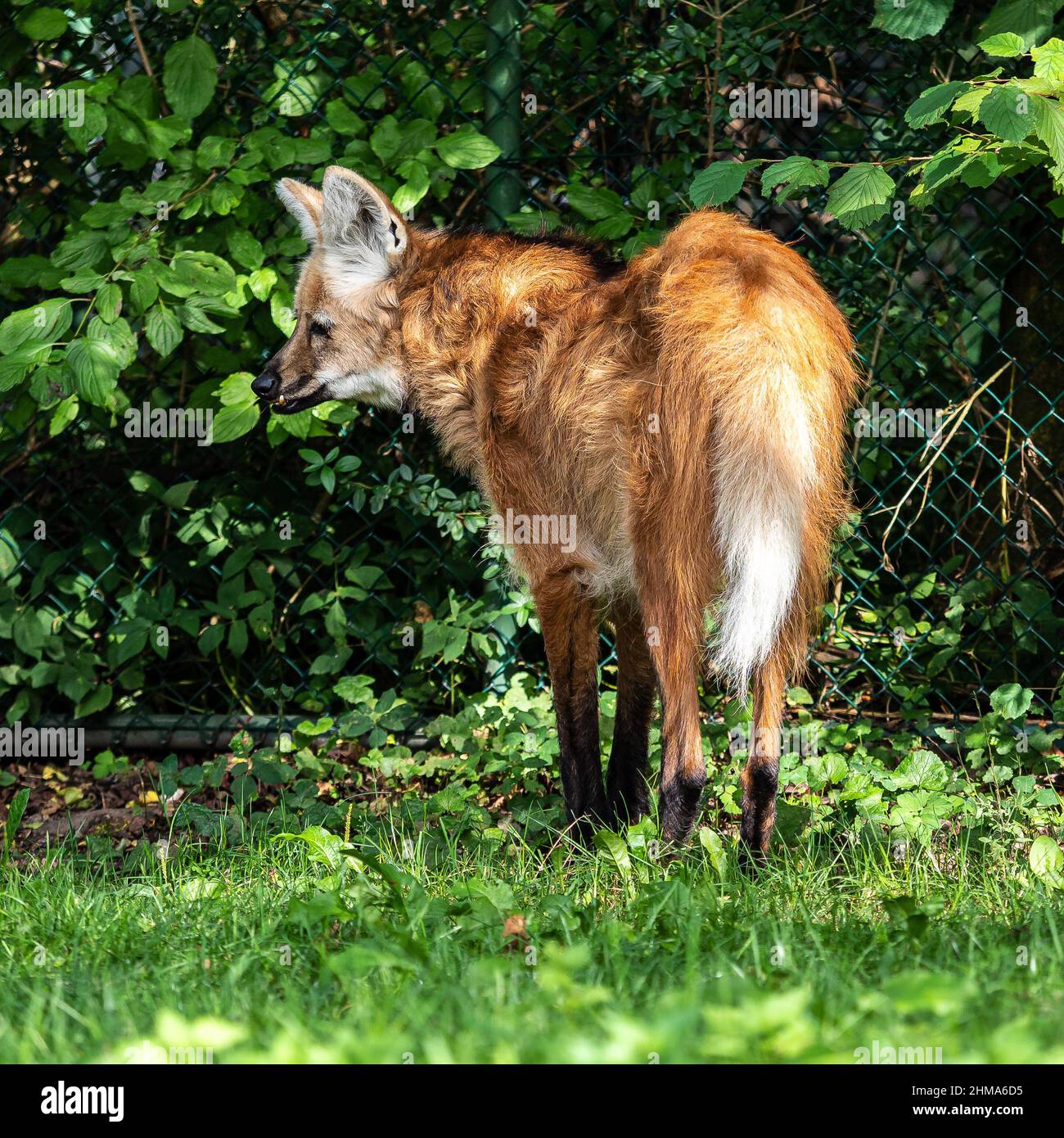 Maned Wolf Habitat