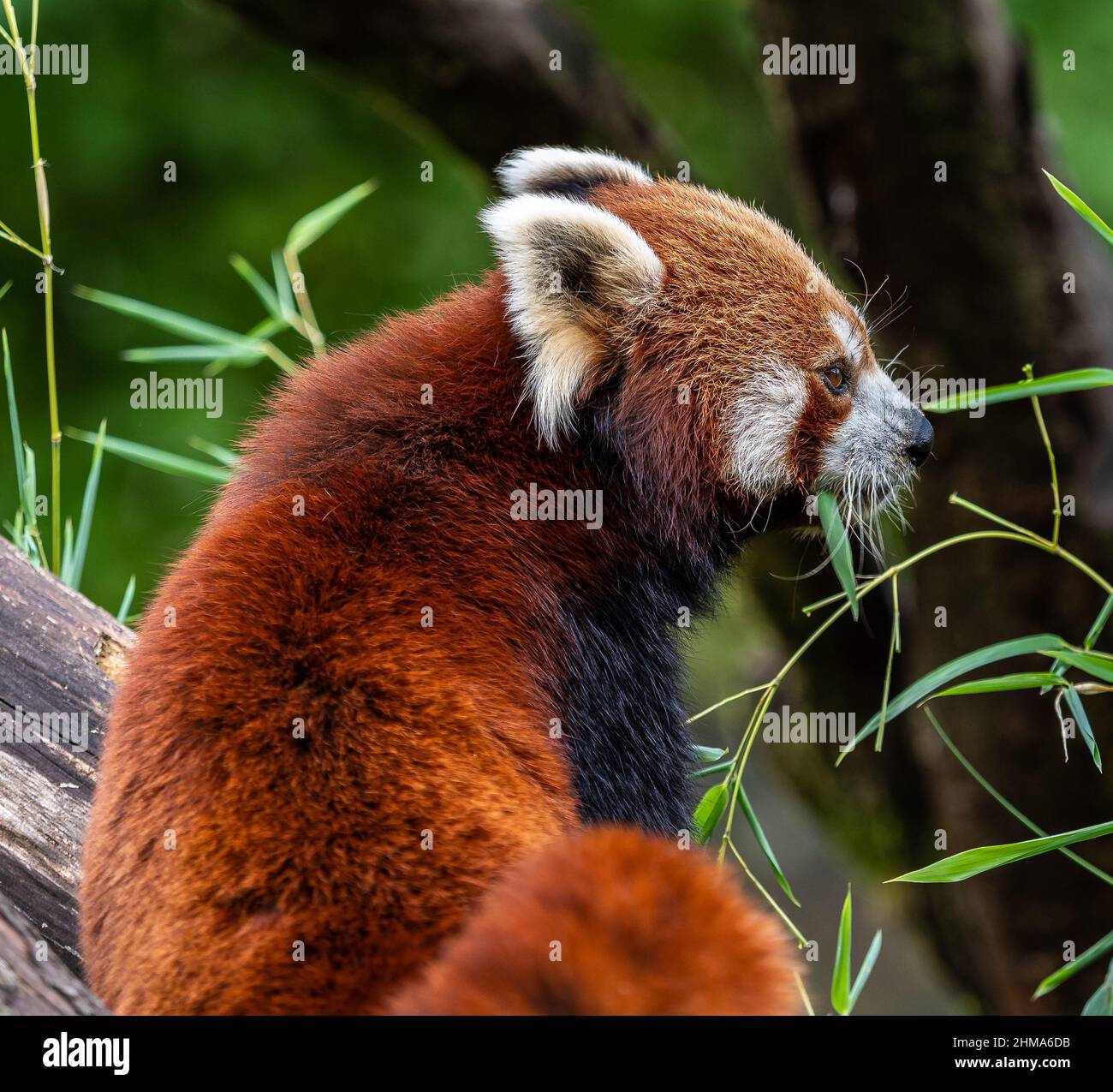 The red panda, Ailurus fulgens, also called the lesser panda and the ...