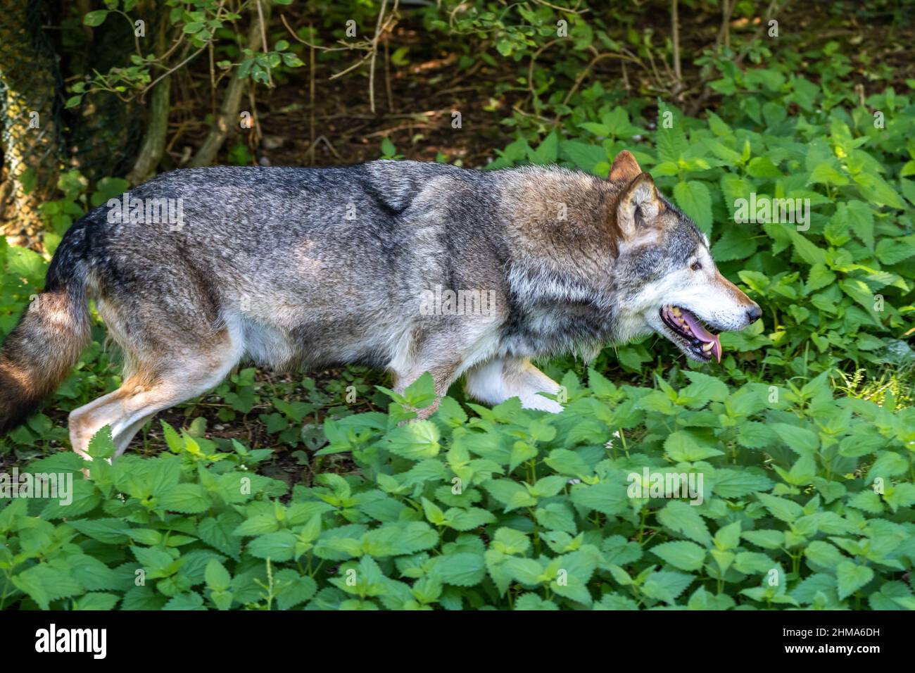 The wolf, Canis lupus, also known as the grey wolf or timber wolf is a ...