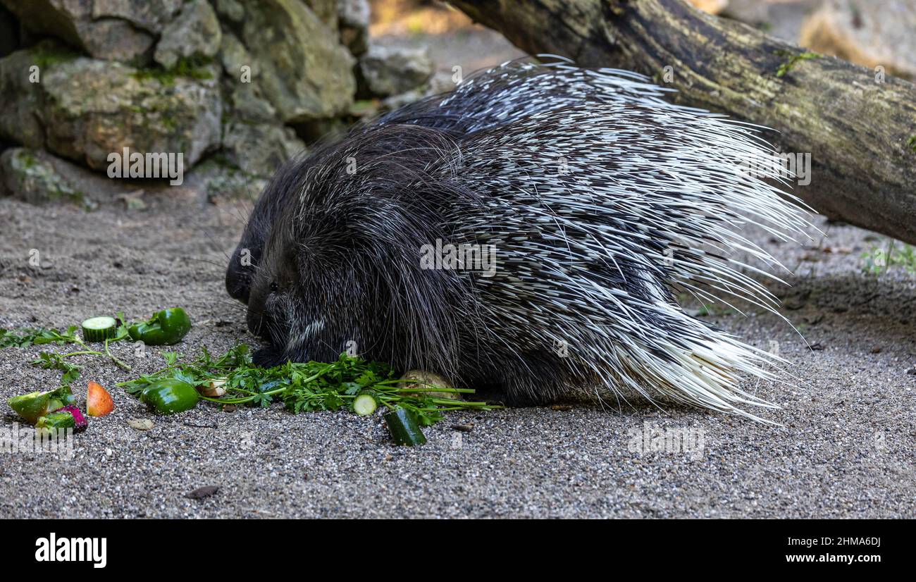 The Indian crested Porcupine, Hystrix indica or Indian porcupine, is a ...