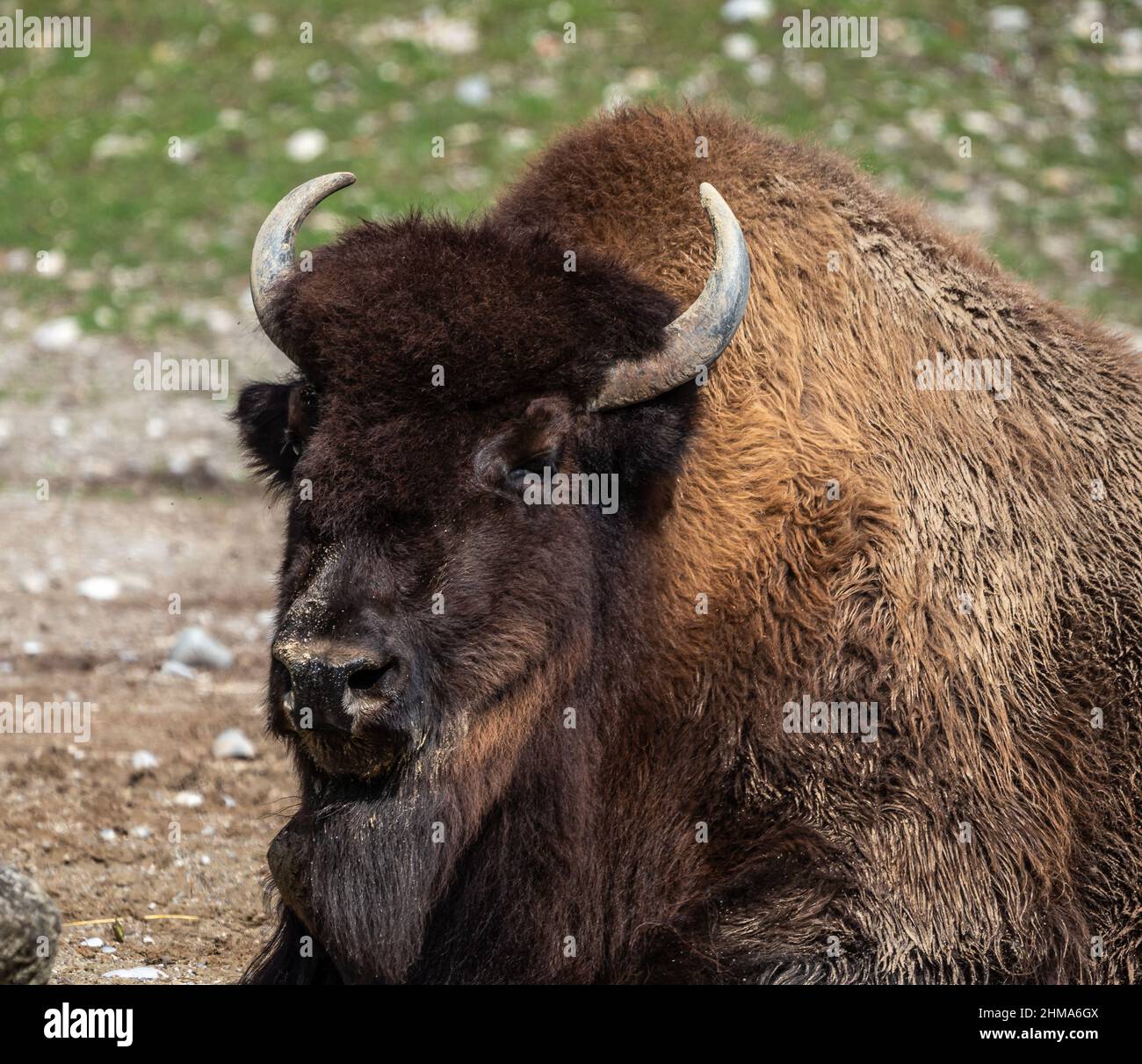 The American bison or simply bison, also commonly known as the American ...