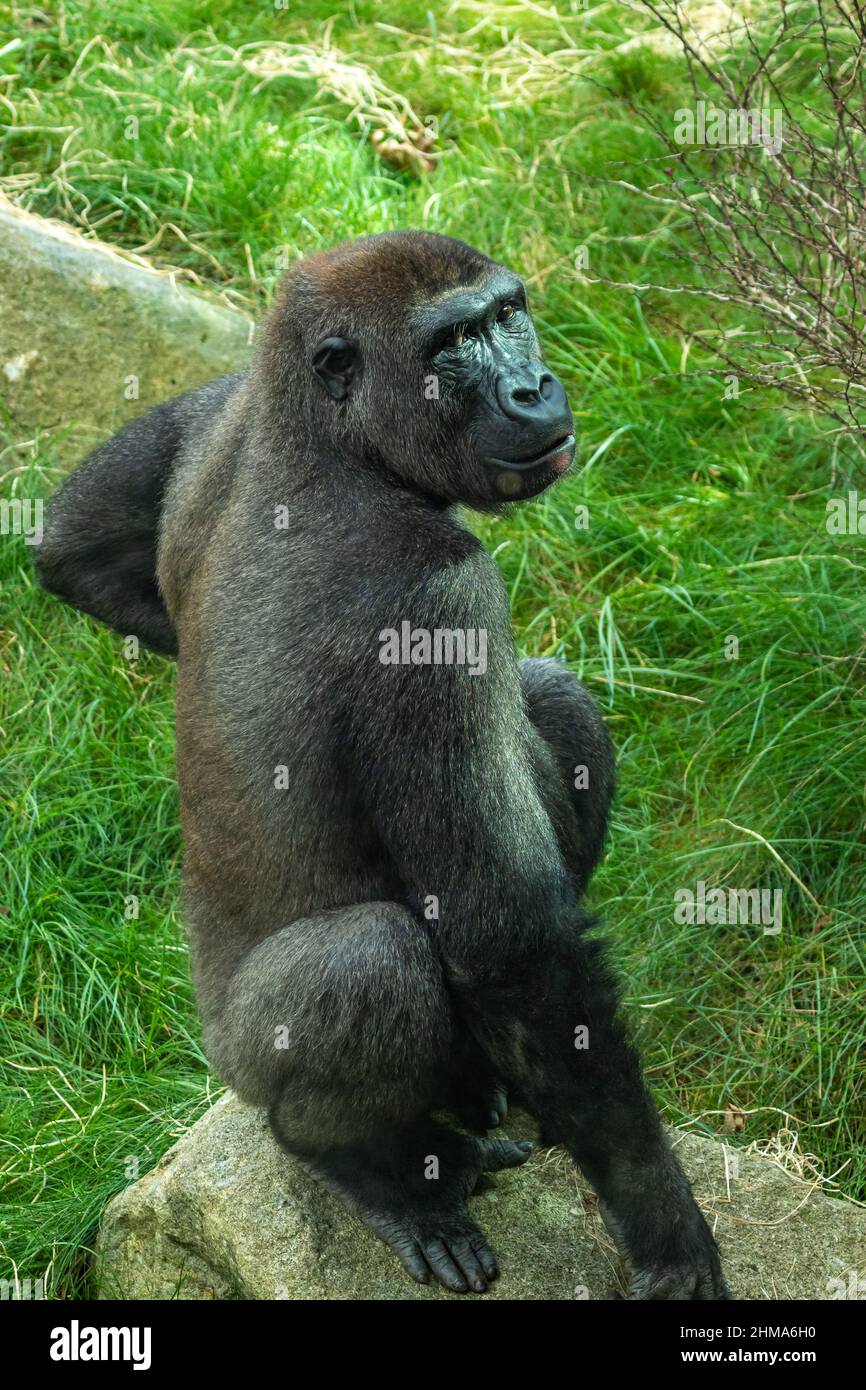 Gorillas are ground-dwelling, predominantly herbivorous apes that ...