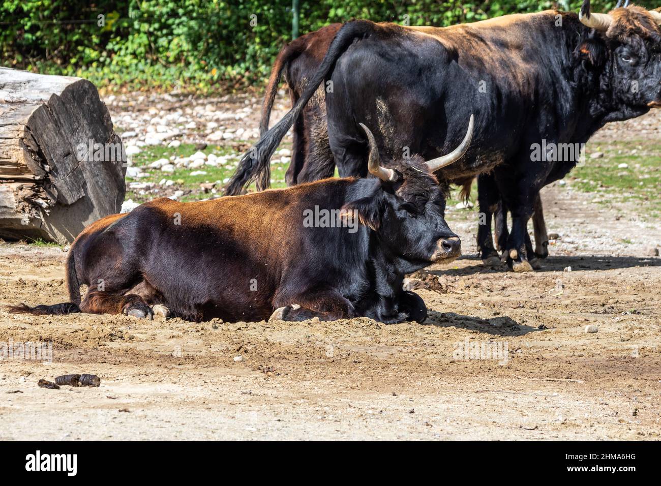 Heck cattle, Bos primigenius taurus, claimed to resemble the extinct ...