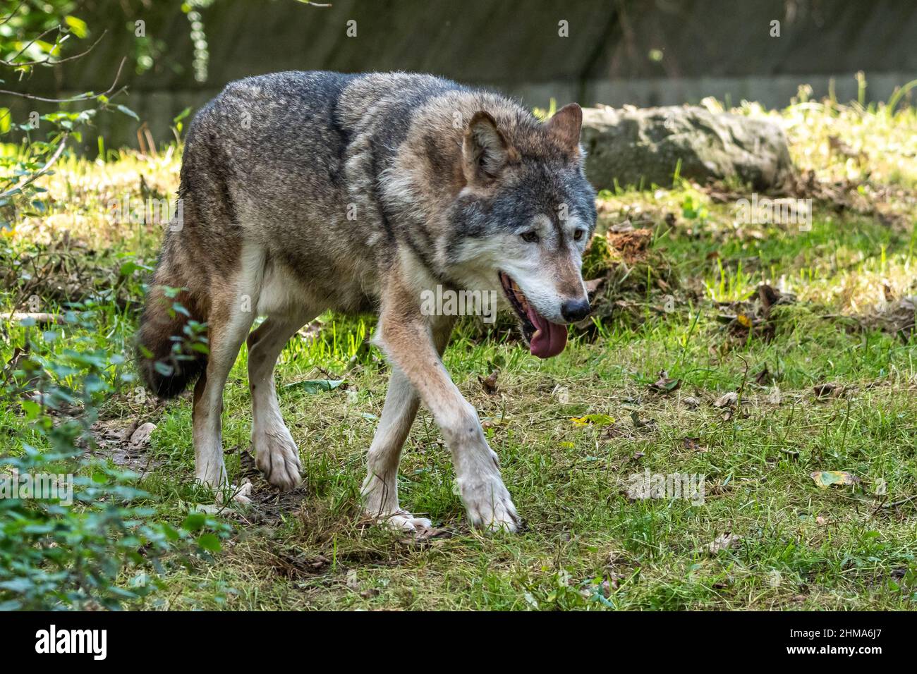 The wolf, Canis lupus, also known as the grey wolf or timber wolf is a ...