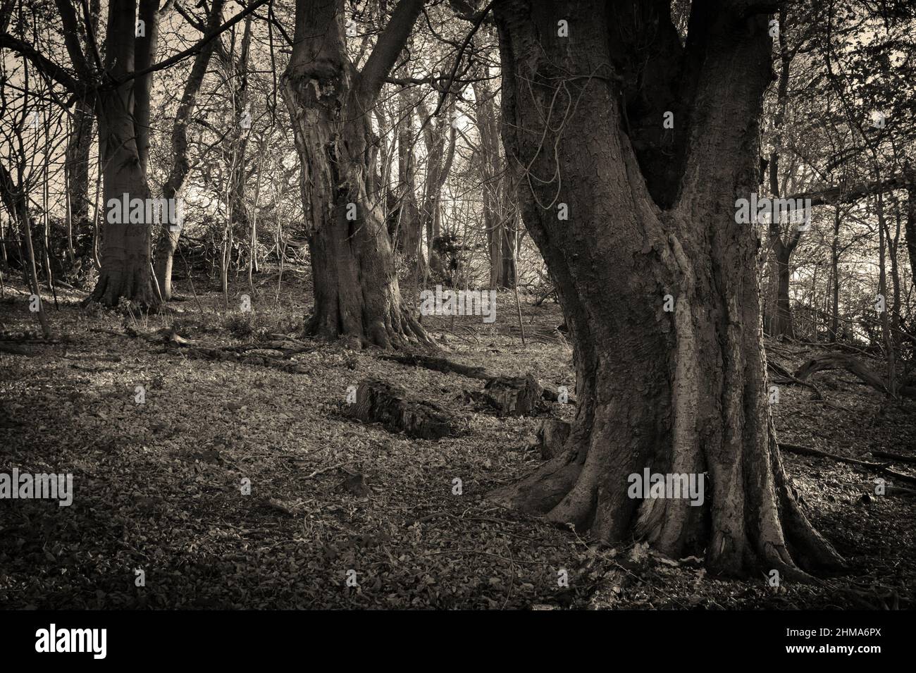 Woods and copse hi-res stock photography and images - Alamy