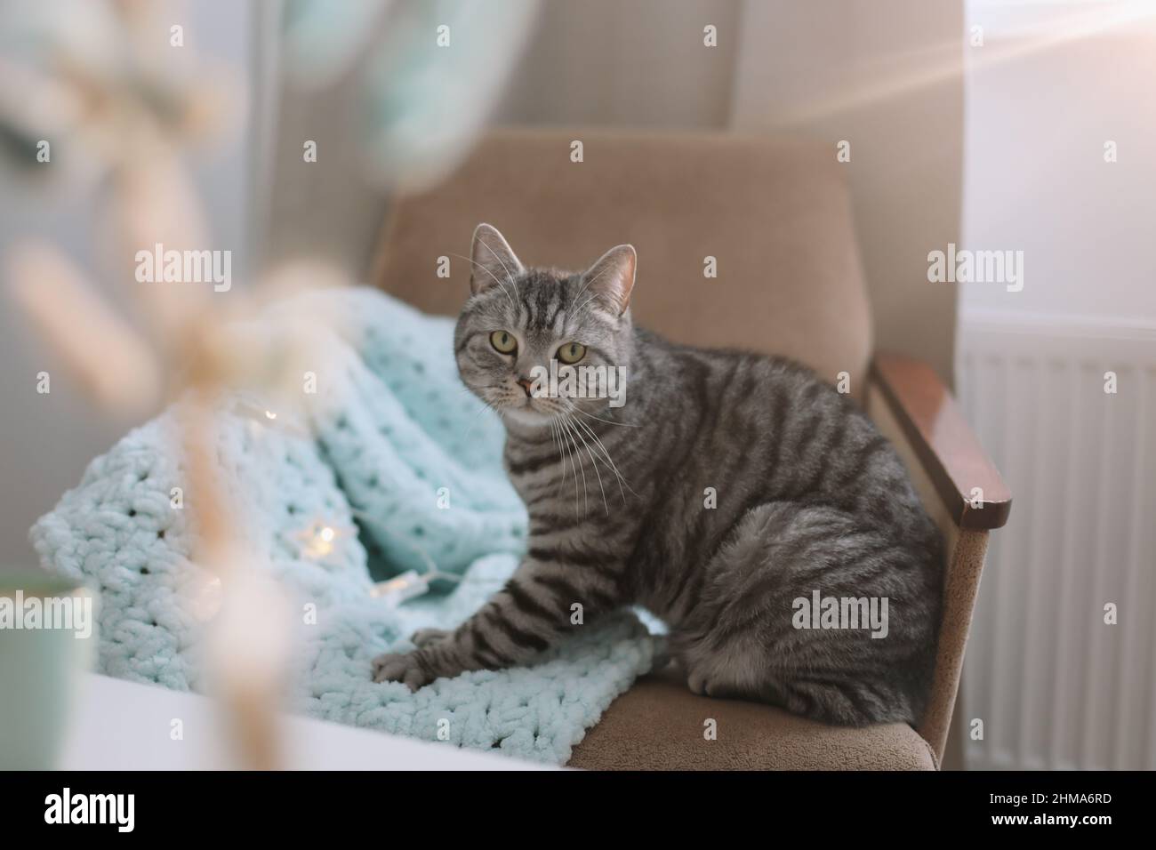 cute cat in a cozy home interior, hygge concept Stock Photo - Alamy