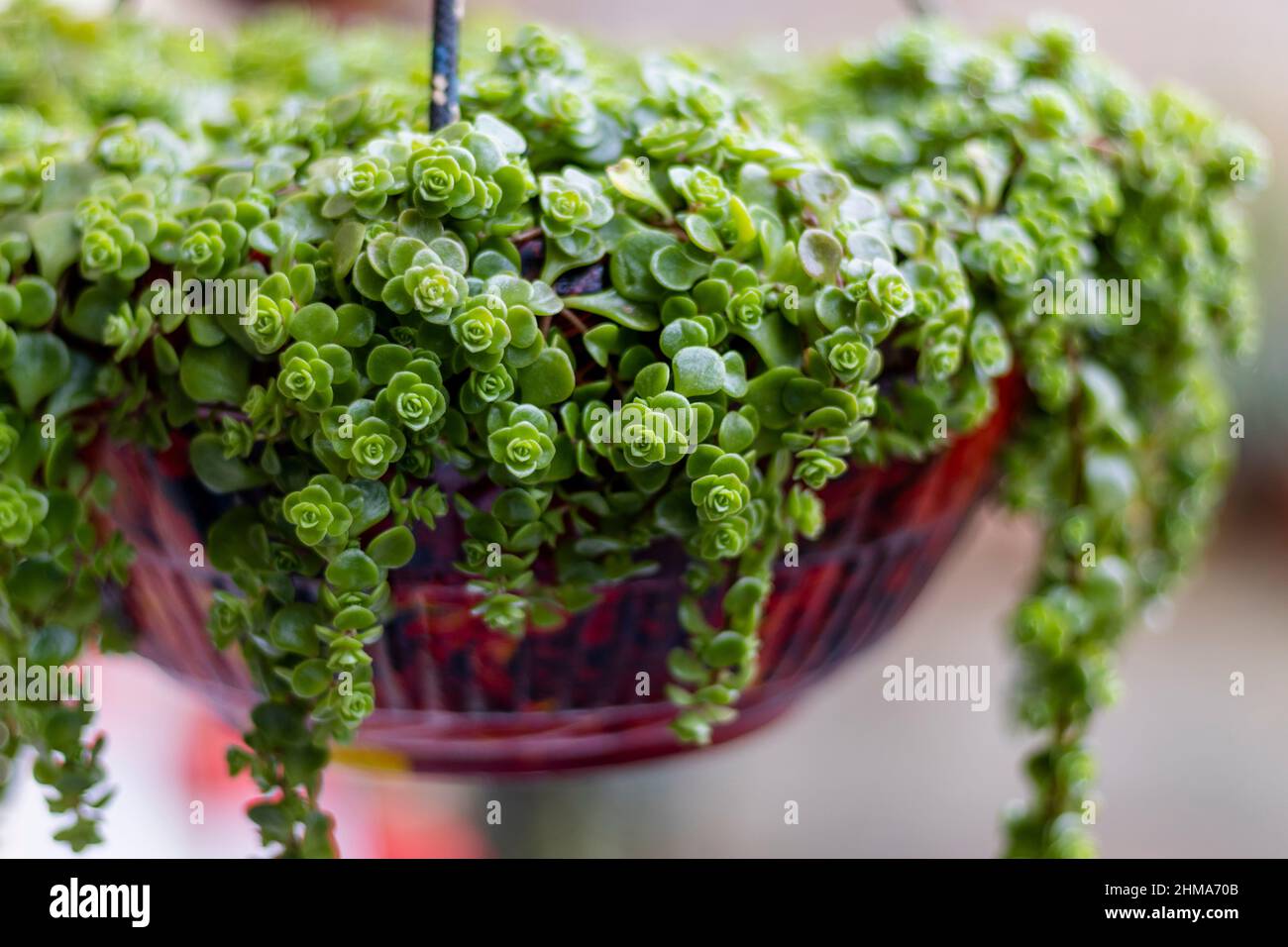 Baby tears (soleirolia soleirolii) hi-res stock photography and images ...