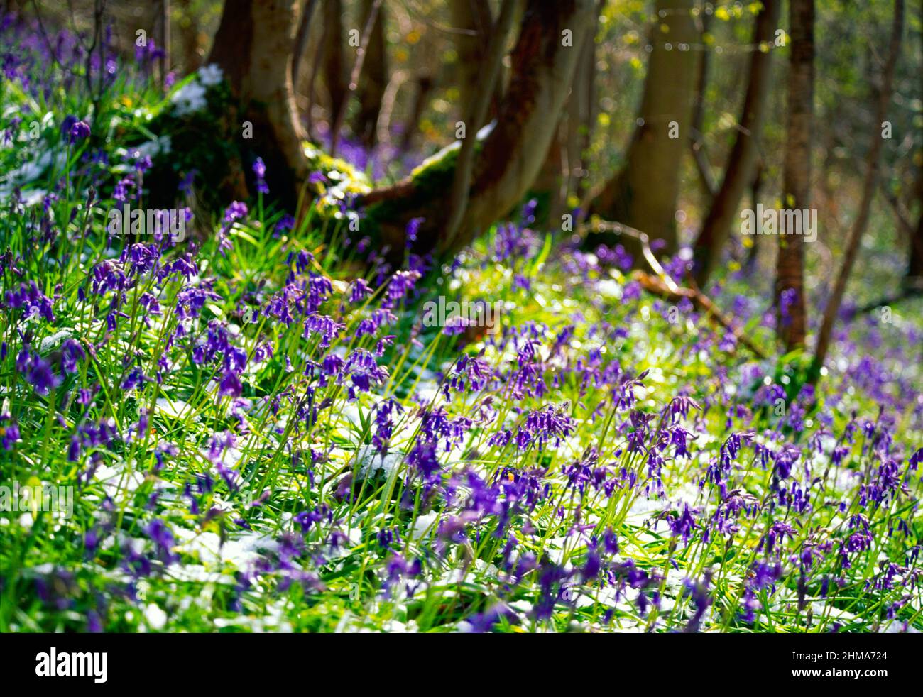 bluebells, in snow Stock Photo - Alamy