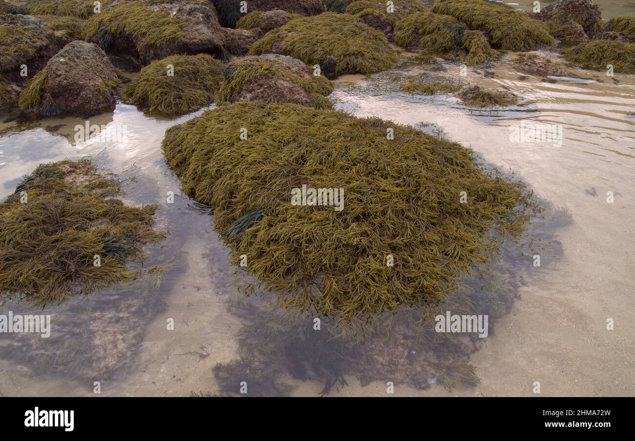 Coastal part of Cantabria in the north of Spain, Costa Quebrada, ie the ...