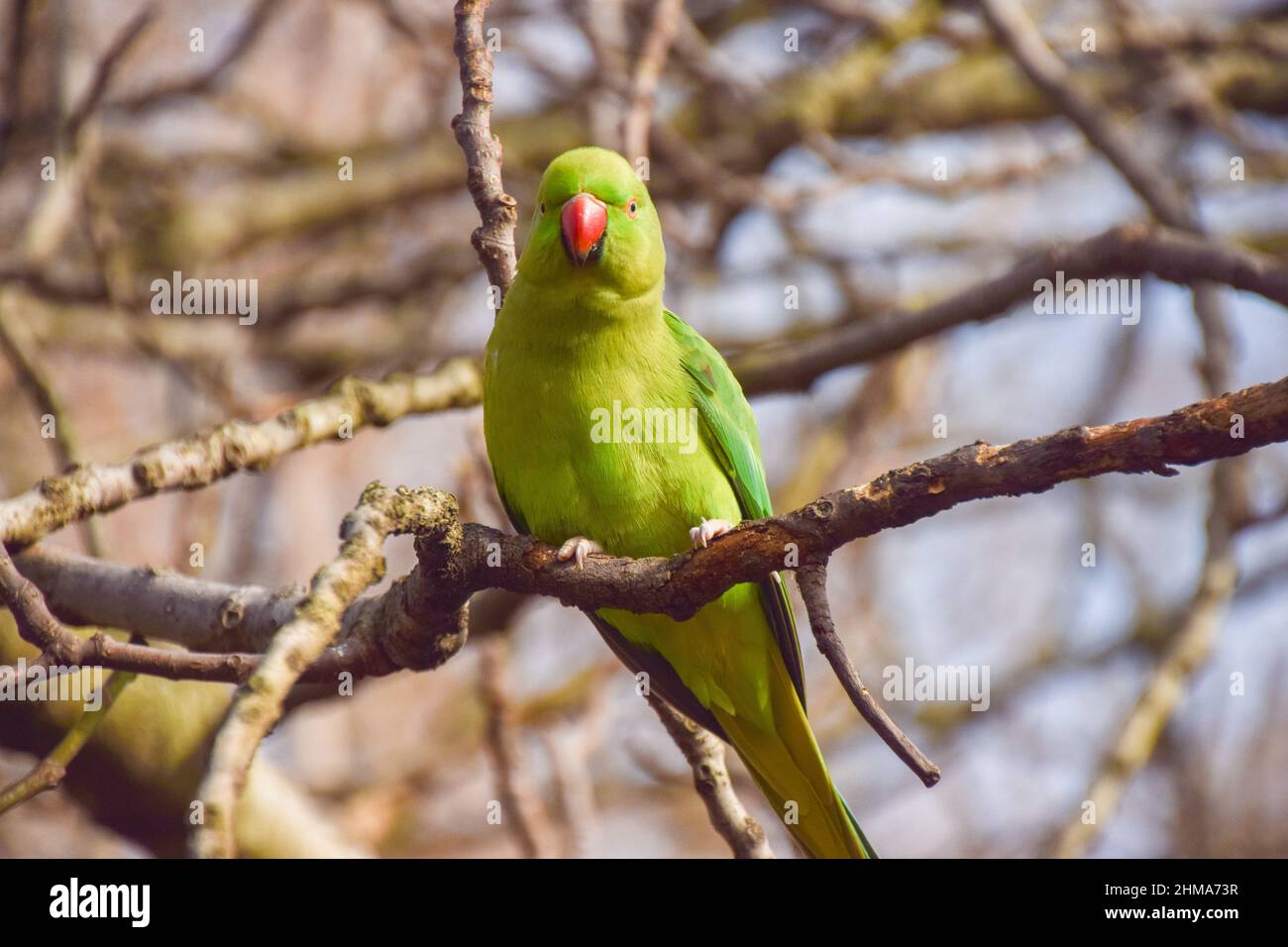 A ring-necked parakeet in a park in London, UK Stock Photo - Alamy