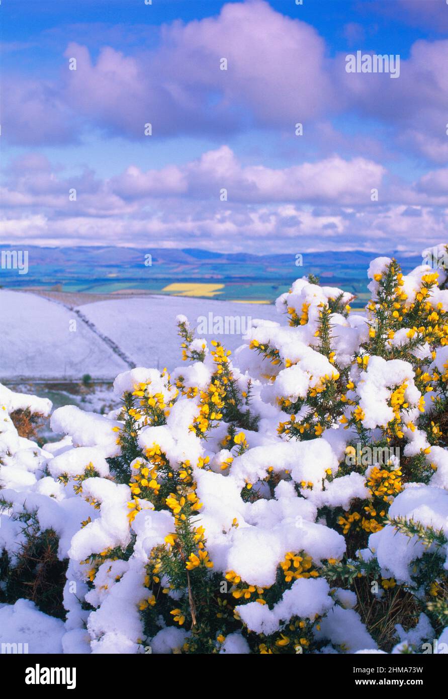 UK, Scotland, gorse bush, in snow Stock Photo - Alamy