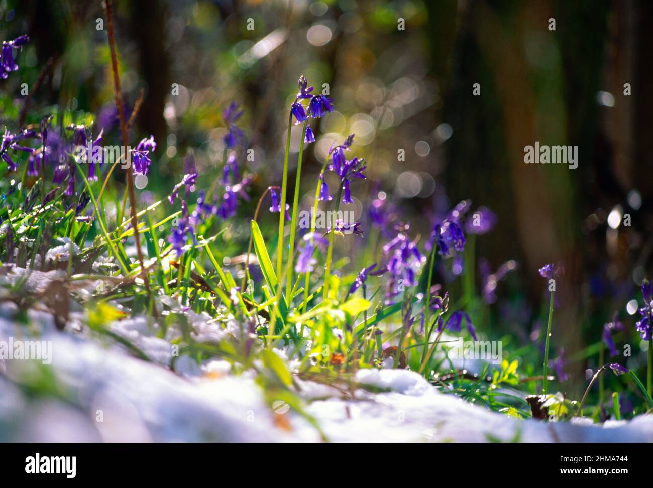 Bluebells, in snow Stock Photo - Alamy
