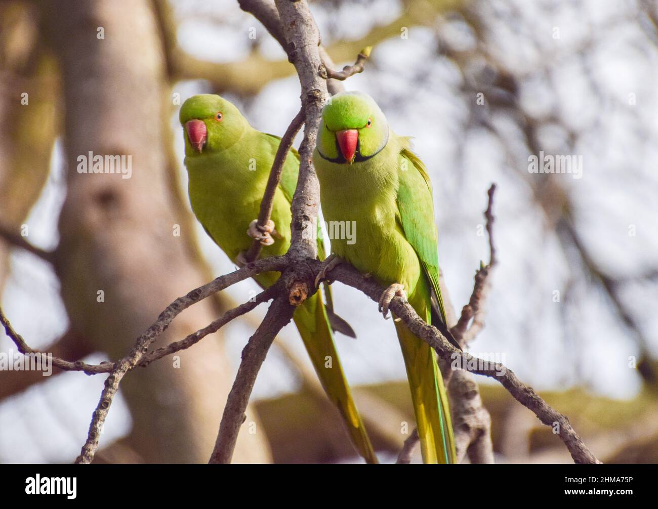 A pair of ring-necked parakeets in a park in London, UK Stock Photo - Alamy