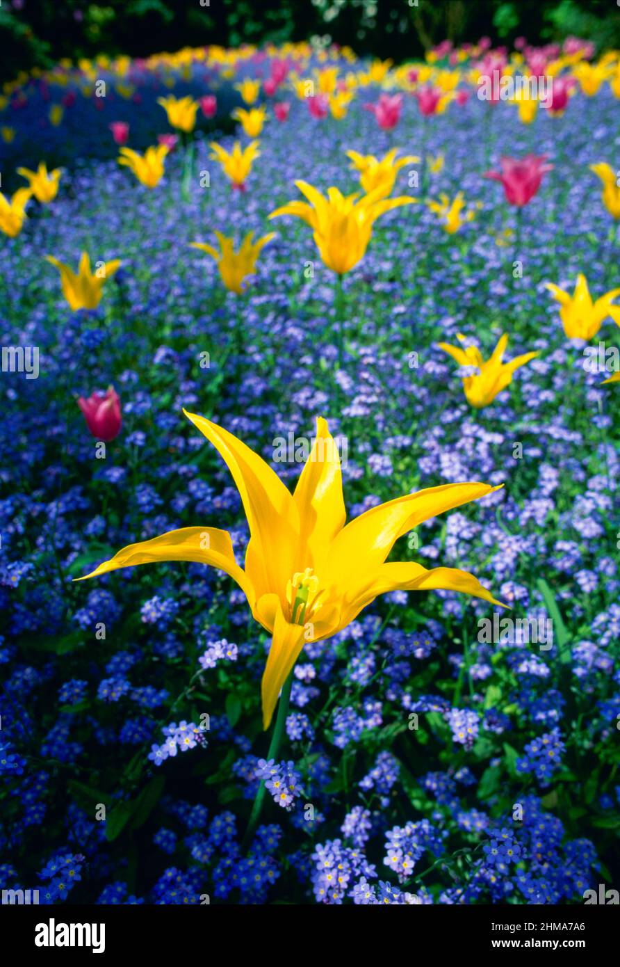 Spiky blooms hi-res stock photography and images - Alamy