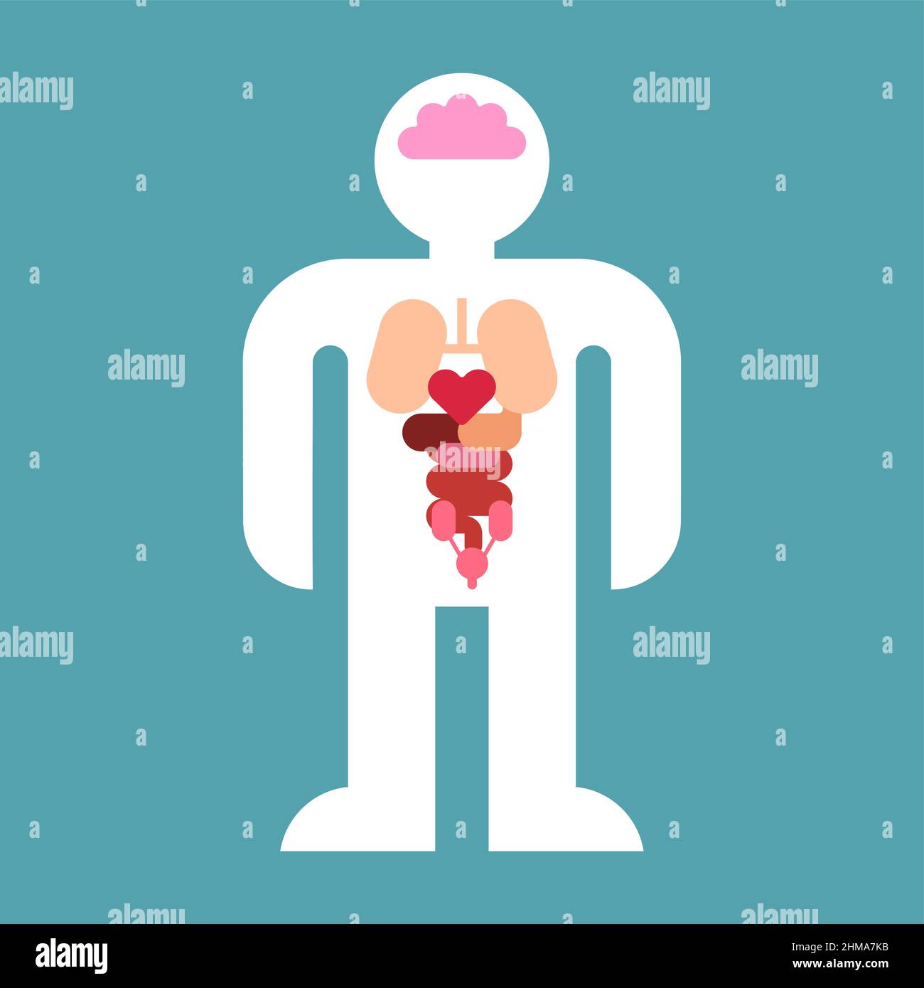 Human body illustration simple organs Stock Vector Images - Alamy