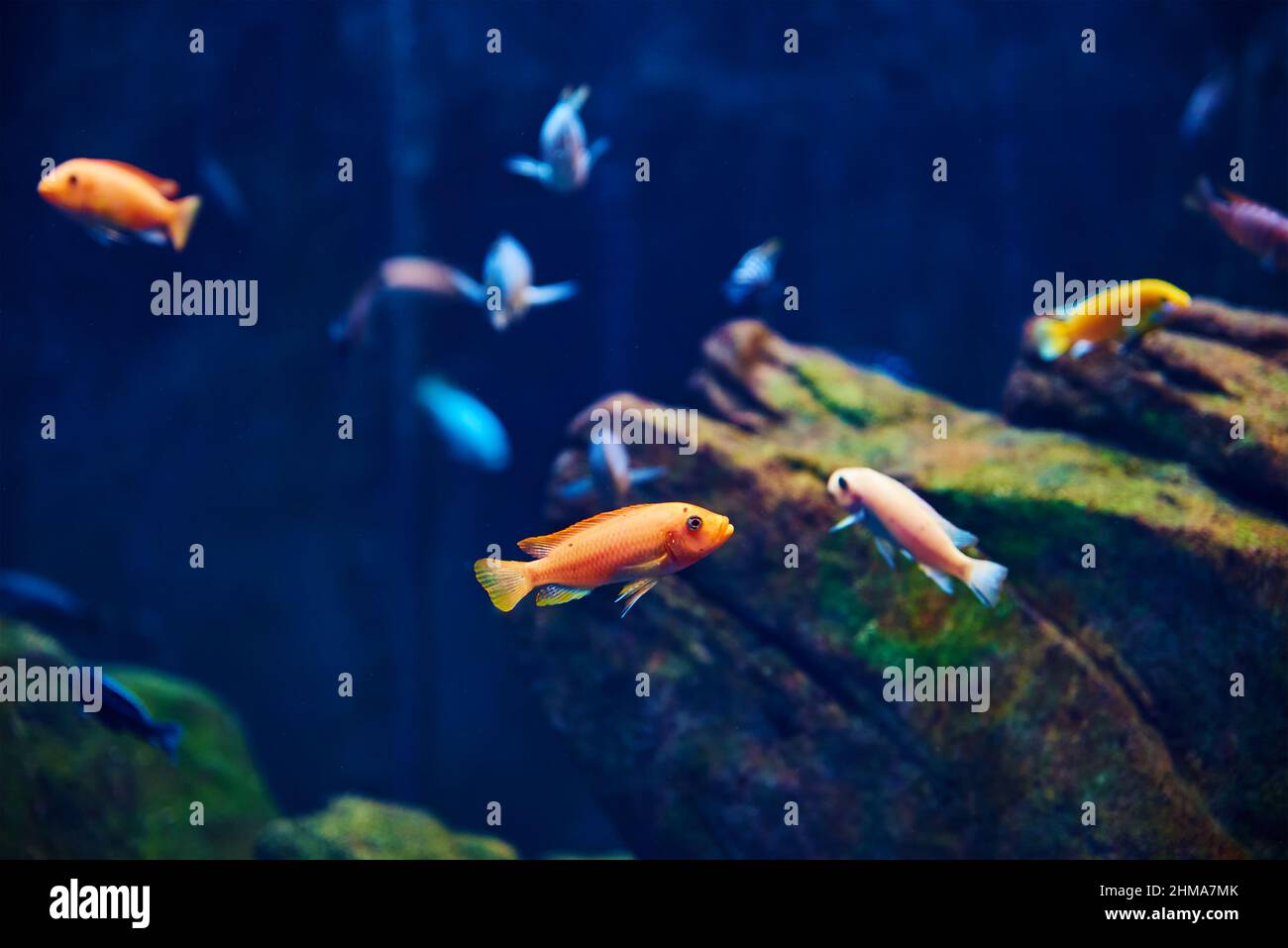 Colorful fishes in the deep under water, sea fish in zoo aquarium ...