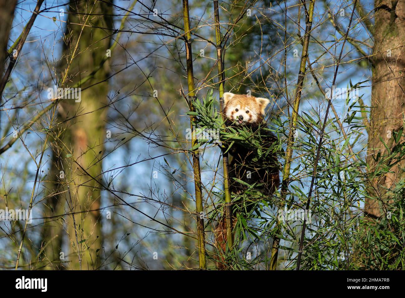 An Endangered Red or lesser panda (ailurus fulgens) climbing a tree in ...