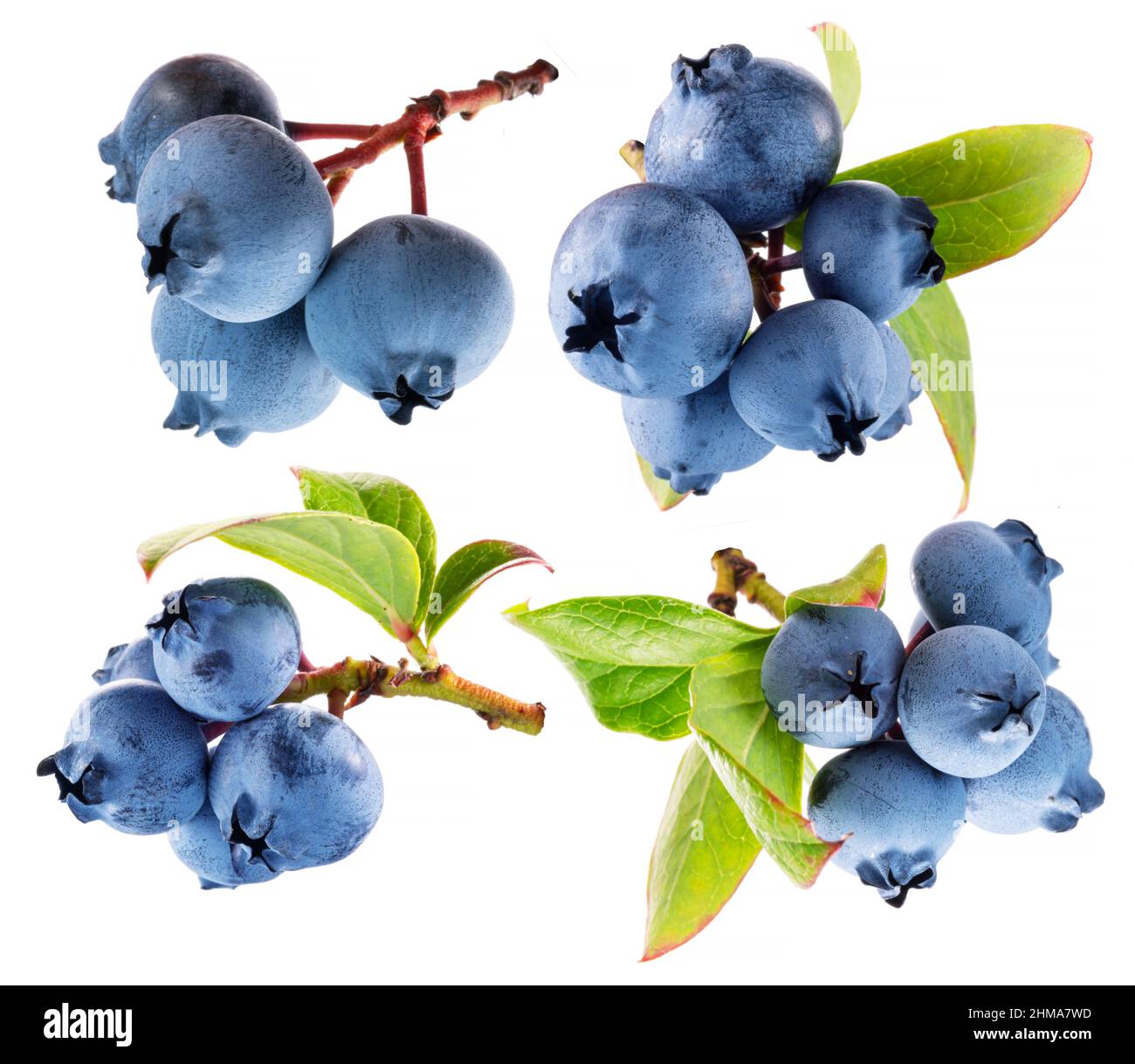 Set of ripe blueberries bunches with green leaves on white background ...