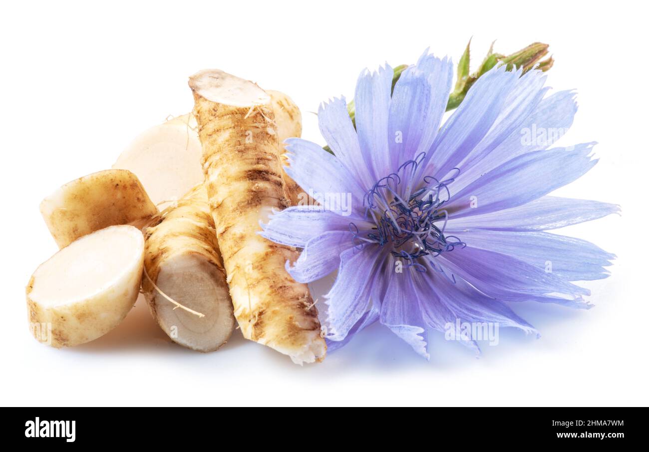 Chicory flowers and roots close up on the white background Stock Photo ...