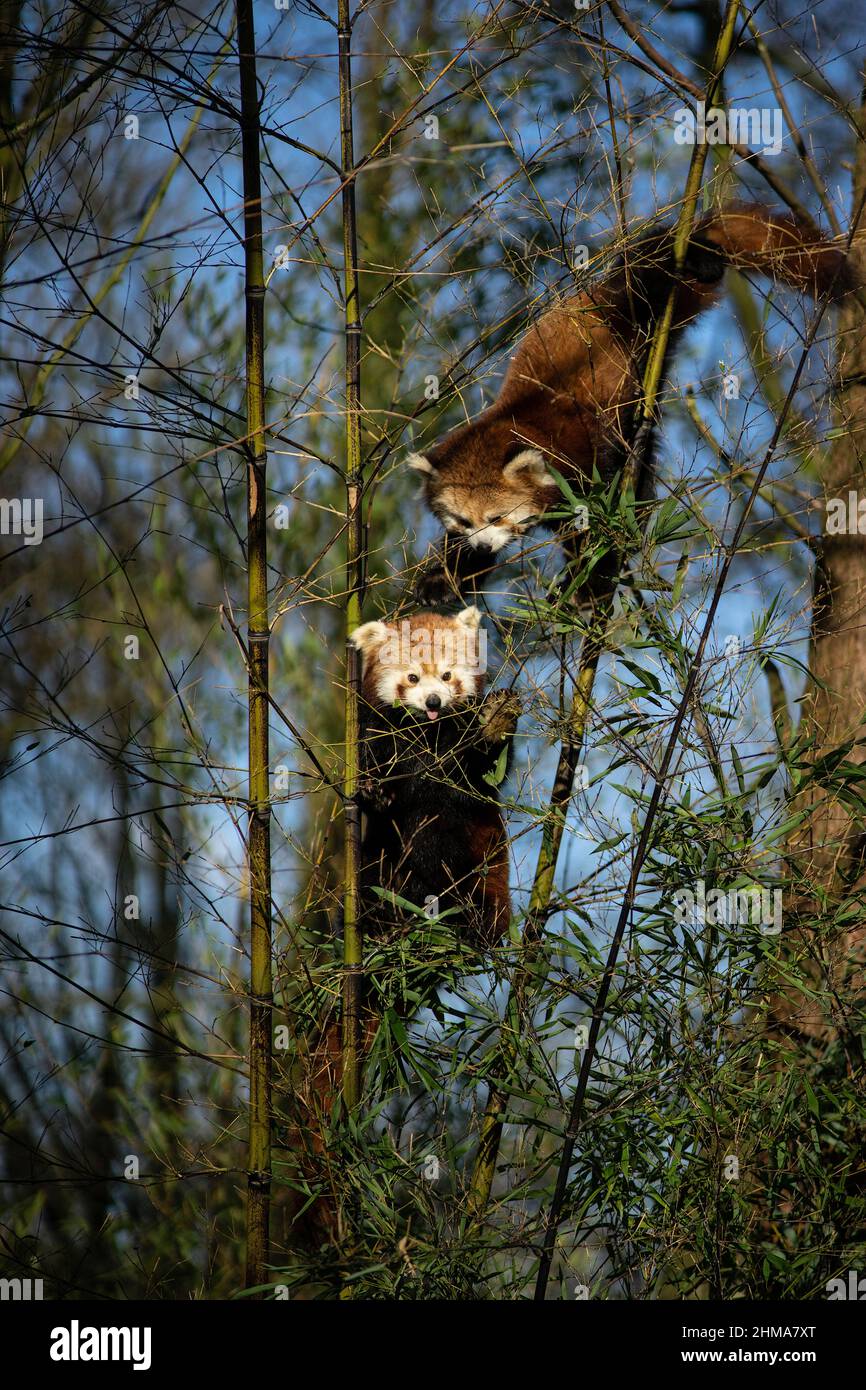 An Endangered Red or lesser panda (ailurus fulgens) climbing a tree in ...