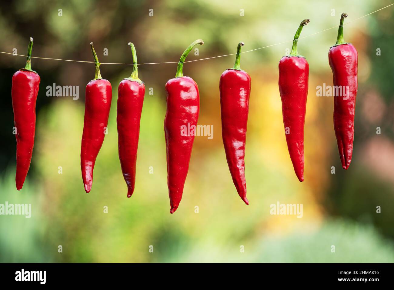 Lot of fresh red chilli peppers strung up on rope. Chili pepper air ...